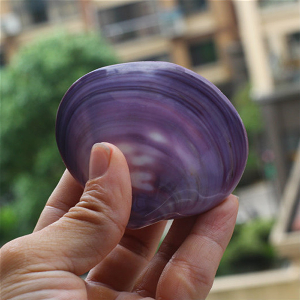 Natural Shells - Purple Clam Shell Polished 7-8 cm Seashells Nautical ...