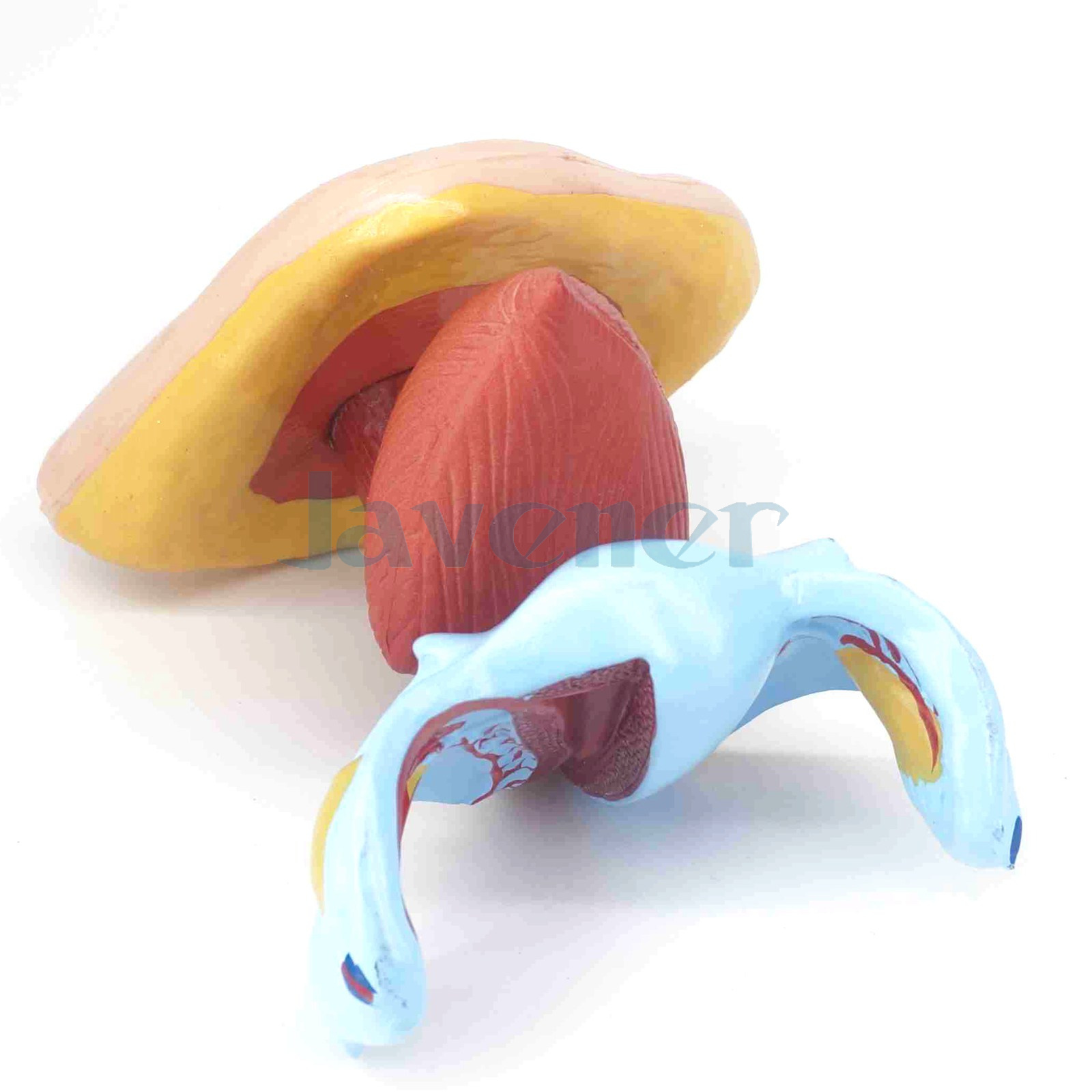 Life Size Human Female Perineum uterus Anatomy Anatomical Medical Model ...