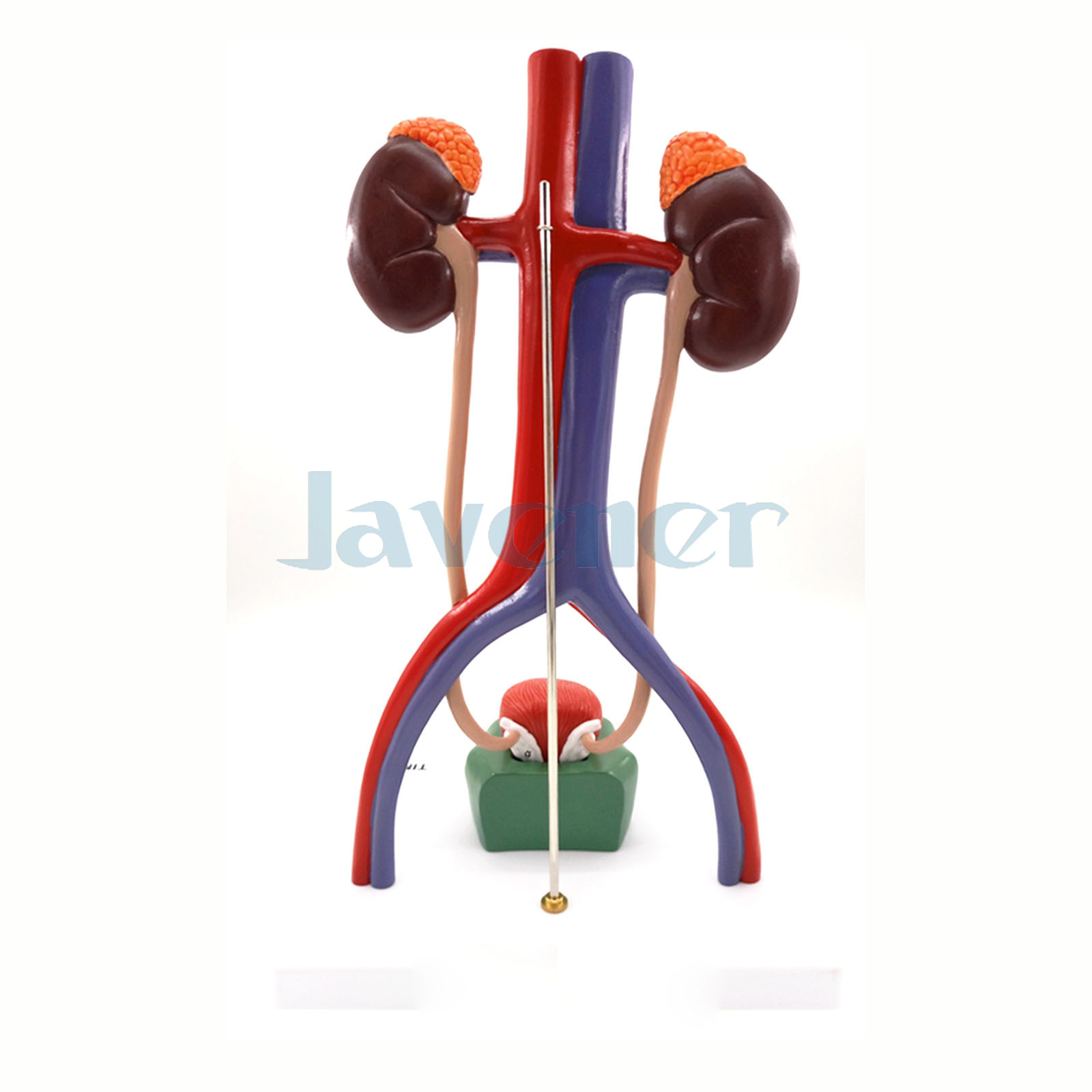 Three Dimensional Urinary System Model With Artery Vein Kidney Medical ...