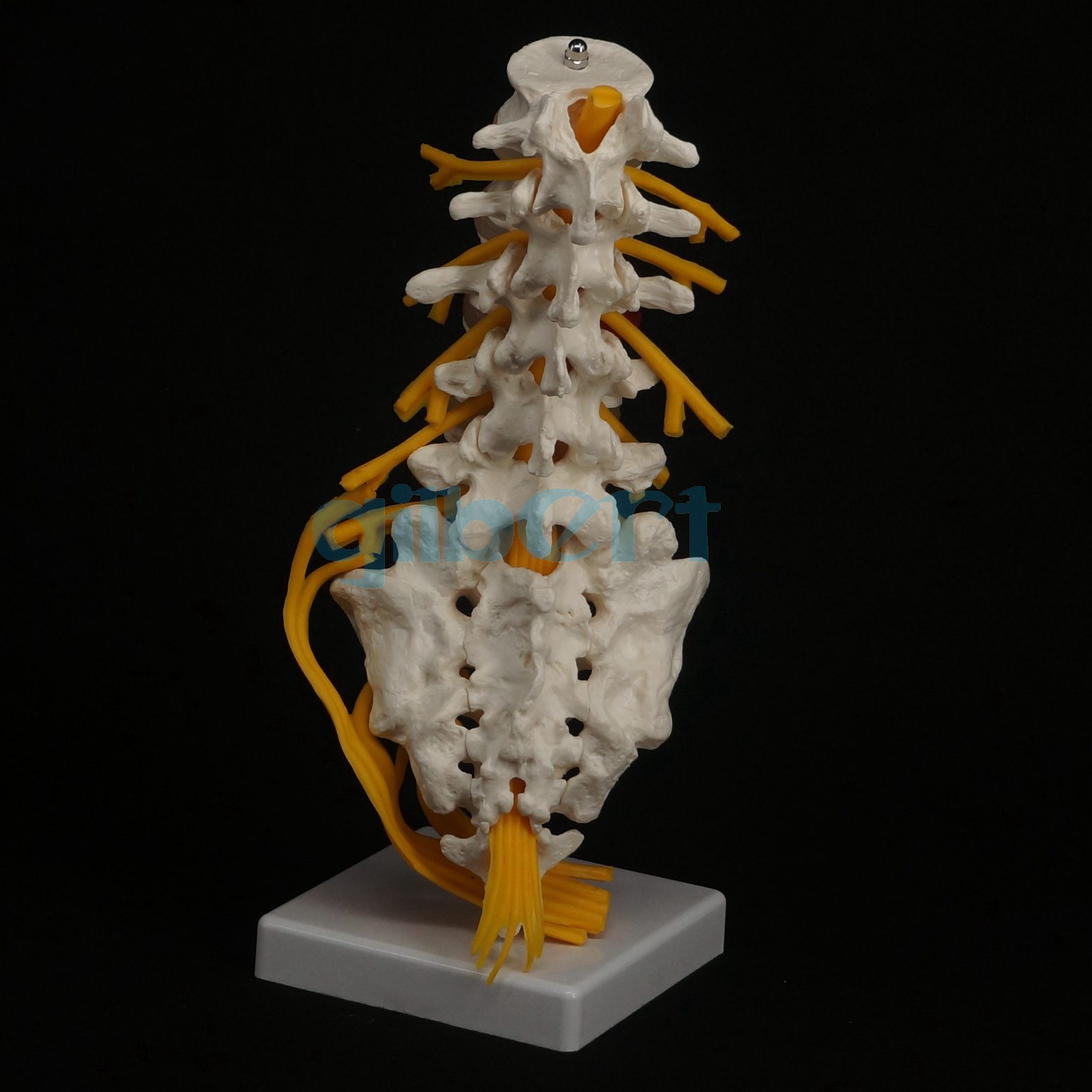 Lumbar Cauda Equina Spine Sacrum Coccyx Spinal Nerve Neural Skeleton ...
